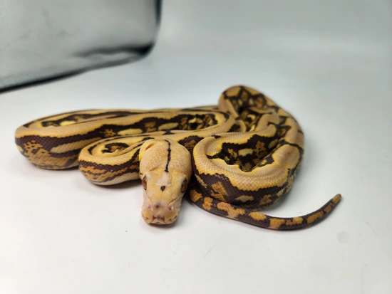 Indo Caramel Tiger NICE Reticulated Python by Paragon Exotics