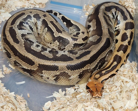 Flashy 🍊 Range Head Short Tail Borneo Borneo Short-Tailed Python by ...