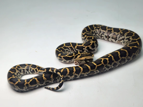 Het Albino Het Granite Burmese Python by Paragon Exotics