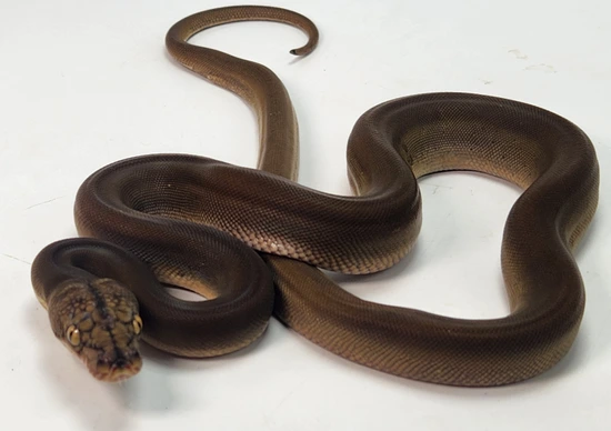 Phantom Paradox Golden Child 66% Het Anthrax Reticulated Python by ...