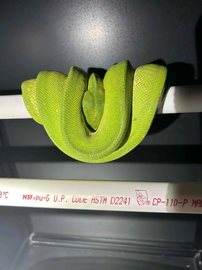 Manakwari Locale Gtp Male Green Tree Python by Paragon Exotics