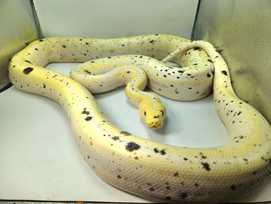Sunfire COW Het Purple Adult Male Breeder Reticulated Python by Paragon ...