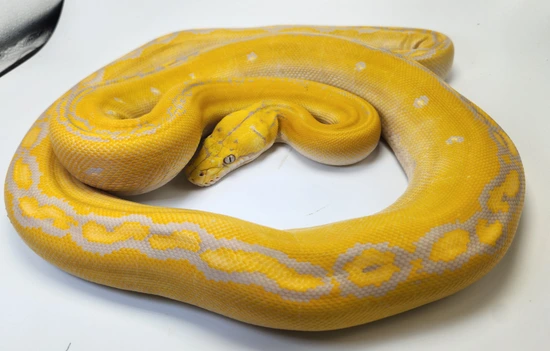 Lavender GC Tiger Reticulated Python by Paragon Exotics