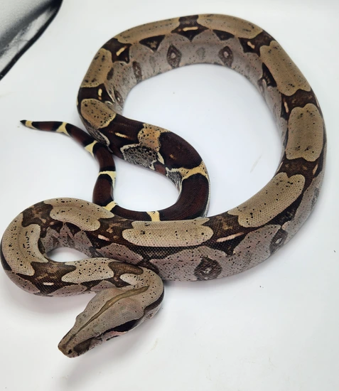 Bcc Boa Subadult Beautiful Male True Red-Tailed Boa Constrictor by ...