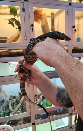 Black Lace Monitor Other Monitor by Paragon Exotics