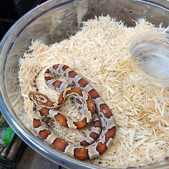 Miami Phase Corn Snake by Paramount Reptiles LLC