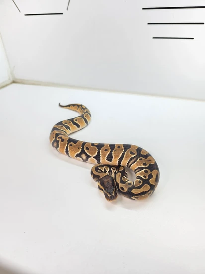 Orange Dream DH Pied Candy/albino Ball Python by Paramount Reptiles LLC