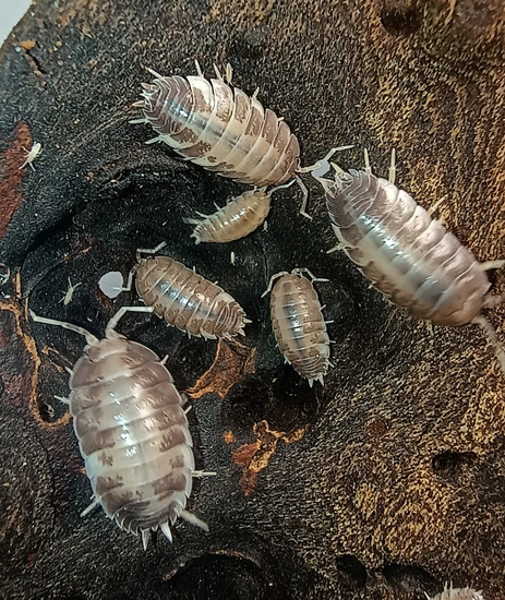 Milk Backs_Porcellio Laevis 40ct Isopod by Goth Exotics