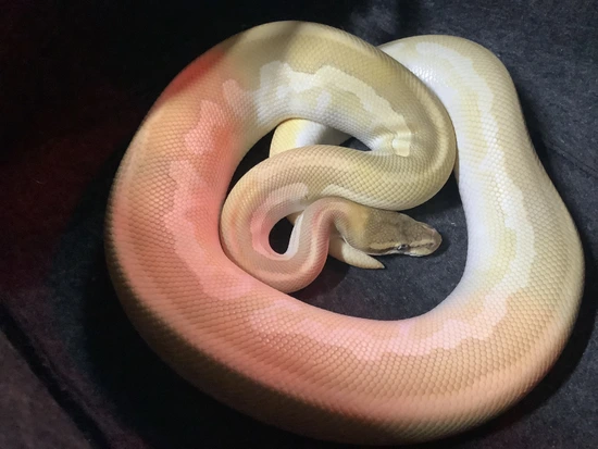 Crystal Yellowbelly Ball Python by Parks Petz