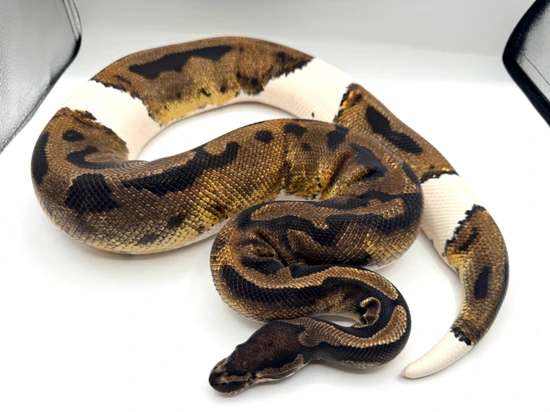 2021 Female Piebald *Proven* Ball Python by Dragon Seoul Reptiles