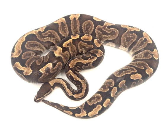 20 F GHI Het Clown *Proven* Ball Python by Dragon Seoul Reptiles