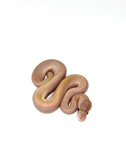 Ivory Ball Python by Bentley’s Snake House