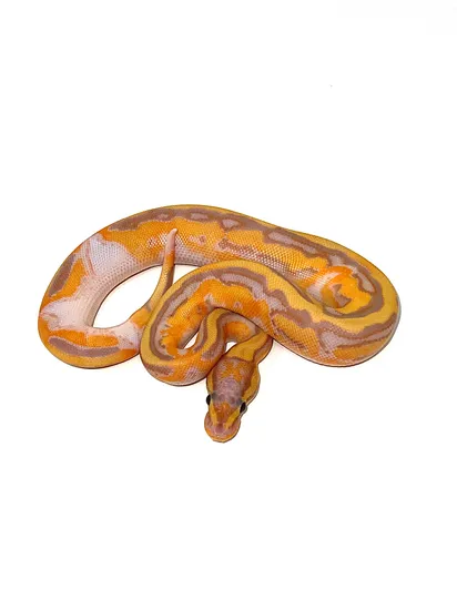 Banana Pied Ball Python by Bentley’s Snake House