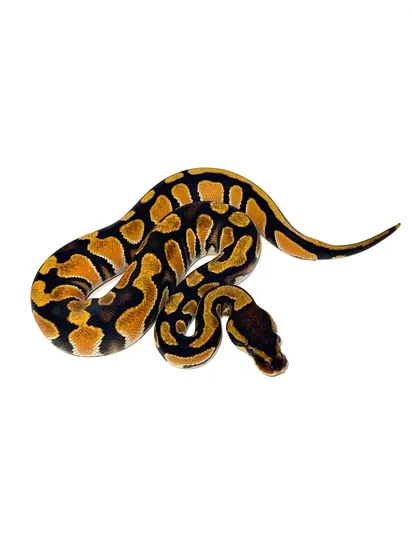 Super Od Ball Python by Bentley’s Snake House