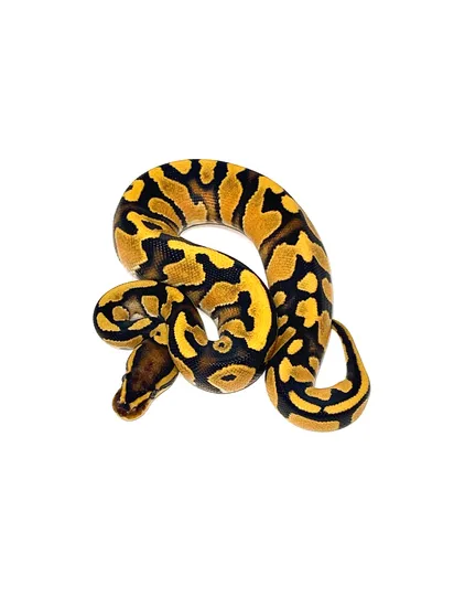 OD Fire Ball Python by Bentley’s Snake House