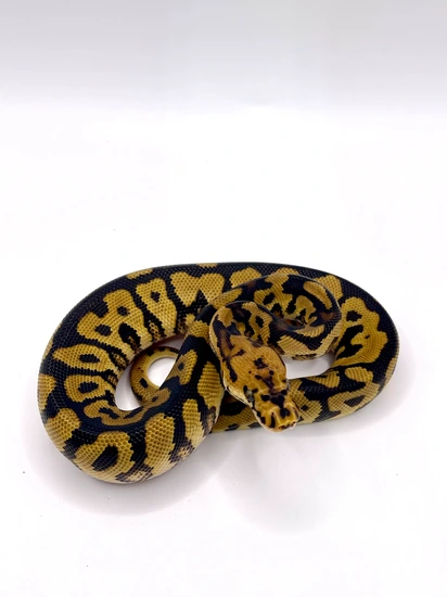 Spotnose Clown Ball Python by Bentley’s Snake House