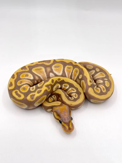 Cypress Banana Ball Python by Bentley’s Snake House