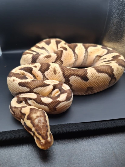 Proven Enchi Pastel Fire (Het Lavender) Ball Python by Hudson Exotics