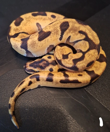 Fire Het Clown Ball Python by Hudson Exotics