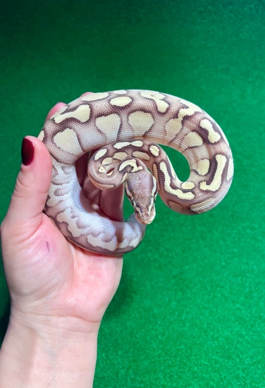 Pastel Vanilla Yb Od Mystic Ball Python by Paulina’s.pythons