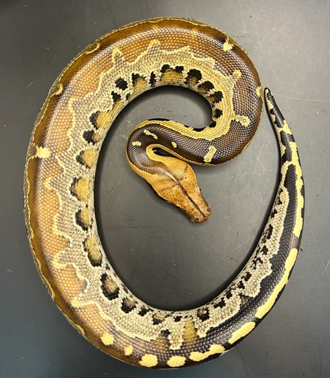 Borneo Blood Python by Pet & Aquatic Warehouse