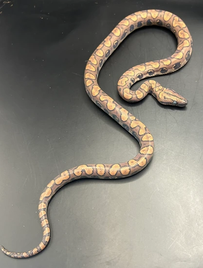 Brazilian Rainbow Boa by Pet & Aquatic Warehouse