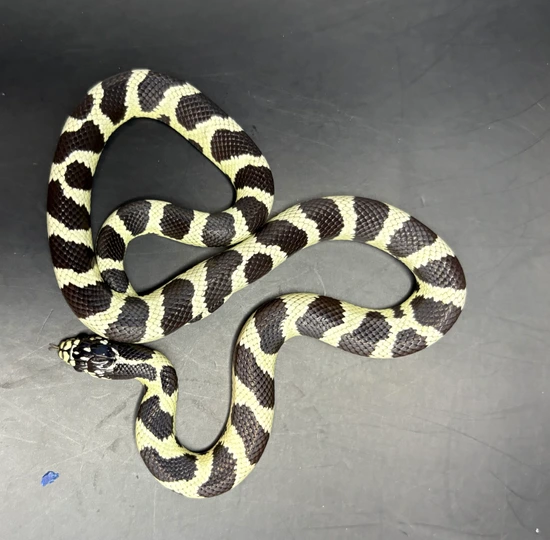 Black & White Banded California Kingsnake by Pet & Aquatic Warehouse
