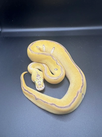 Super Pastel Enchi DG Batman Ball Python by PD Pythons