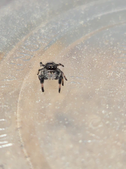 I4 Regal White Clay Jumping Spider by Peachesspooderz