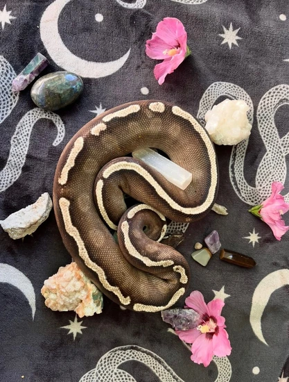 Ghi Mojave Yellow Belly Ball Python by Just Peachy Exotics