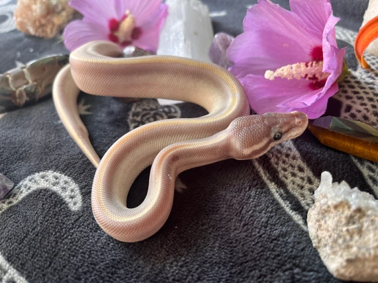 Mystic Potion GHI Pastel Ball Python by Just Peachy Exotics