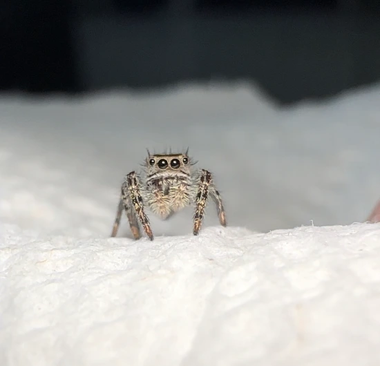 Adumbratus I6-i8 Unsexed Jumping Spider by Jumping Spiders