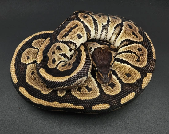 Mystic Bongo Het Hypo Ball Python by Peak City Pythons