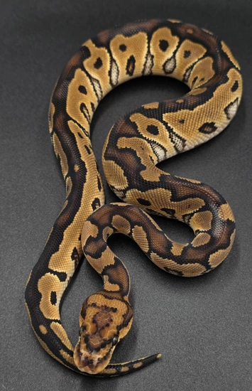 Clown Ball Python by Peak City Pythons