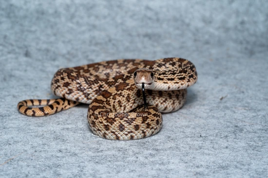'24 CB Sonoran Gopher Snake - AZ Locality by Pelican State Reptiles