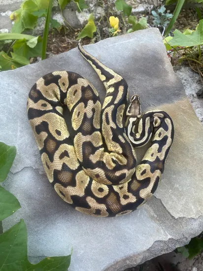 Firefly Het Pied Ball Python by 4Z Exotics
