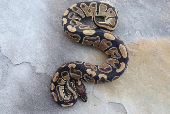 2022 Volta Female Ball Python by 4Z Exotics