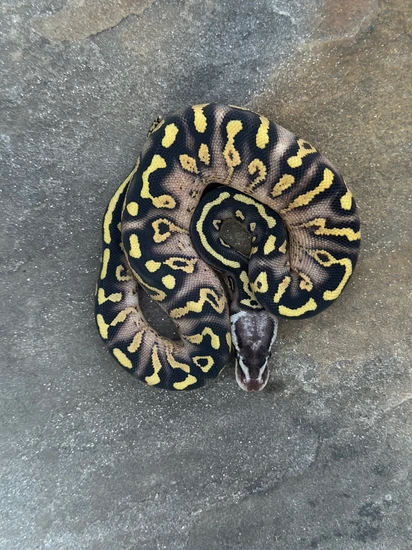 Pastel Super Asphalt Ball Python by 4Z Exotics