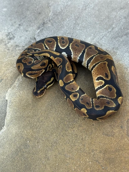 Volta Ball Python by 4Z Exotics