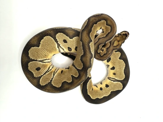Pair F Red Stripe Het Clown M Chocolate Clown Ball Python by Blindside ...