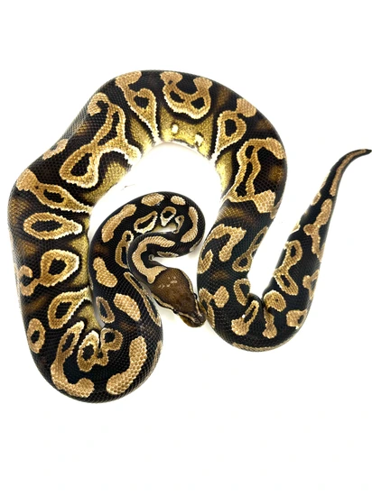 Pair Red Stipe Fire Het Clown Female 730g Ball Python by Blindside Reptiles