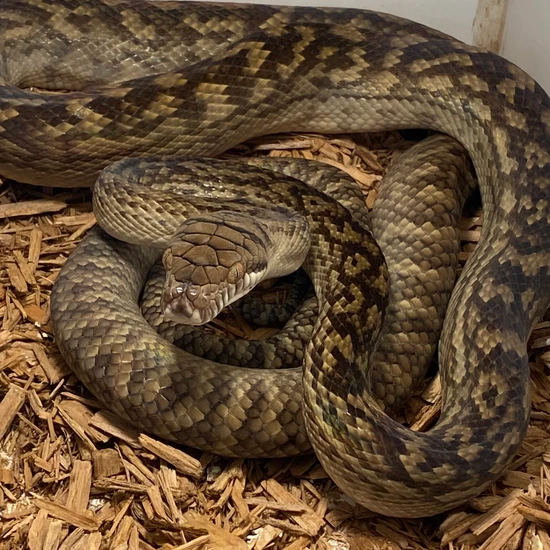 Merauke Scrub Python by Pet Kingdom