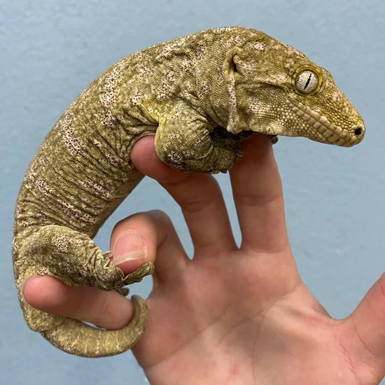 Nuu Ana Leachianus Leachianus Gecko by Pet Kingdom