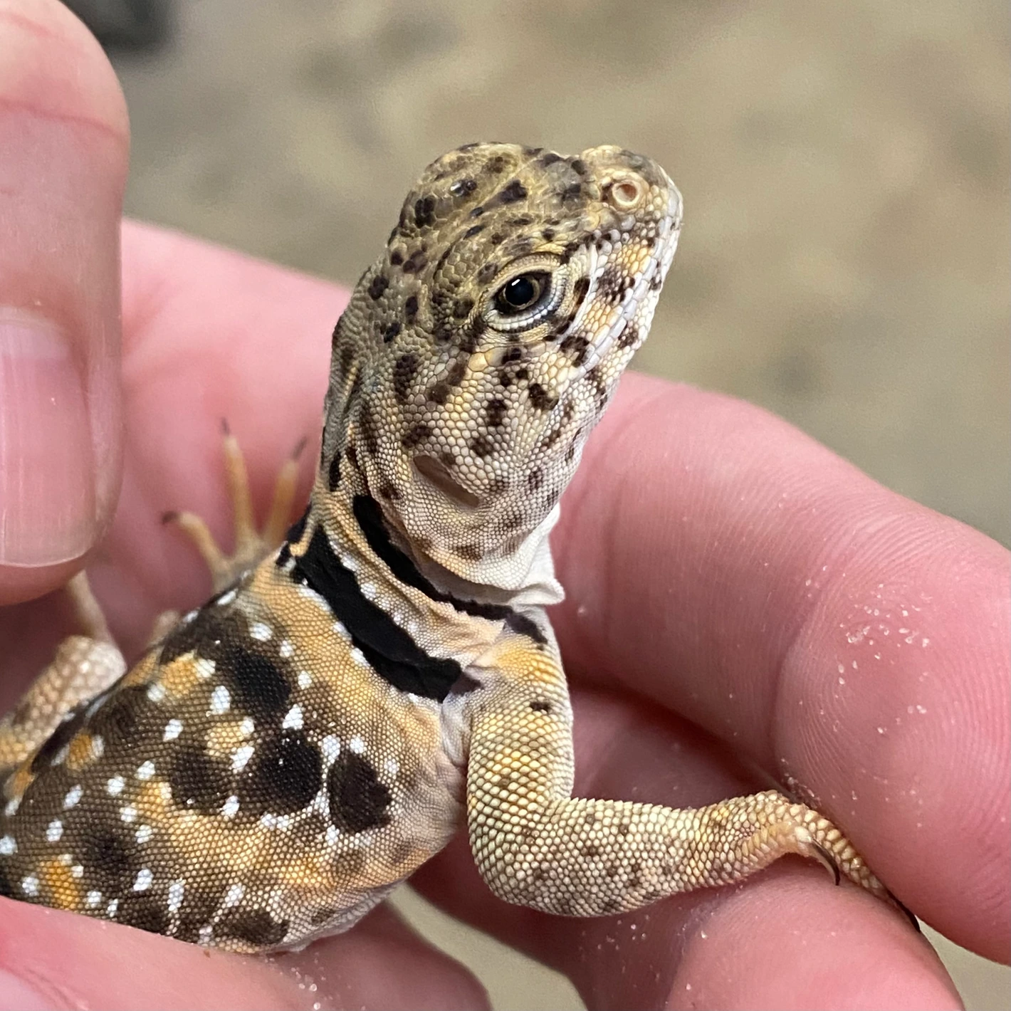 Aqua Flame Collared Lizard by Pet Kingdom