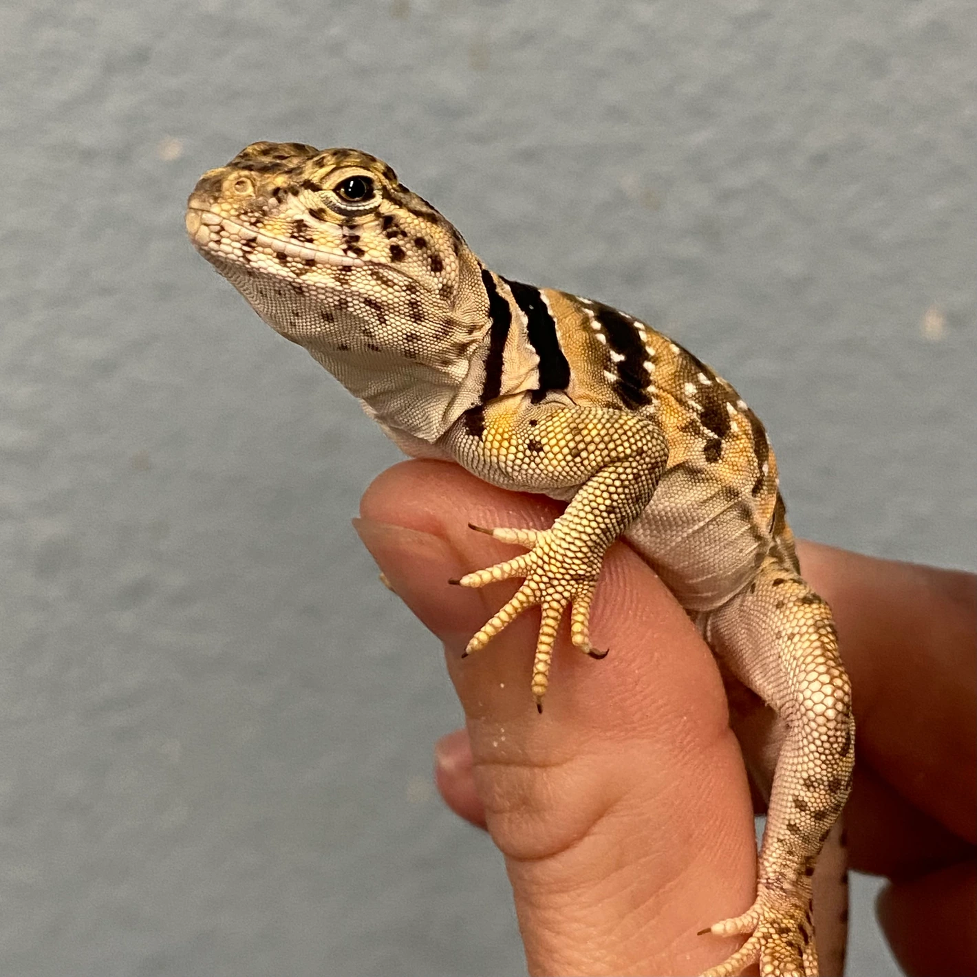 Aqua Flame Collared Lizard by Pet Kingdom