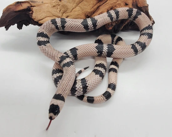 Anery Honduran Milk Snake by Pet Paradise