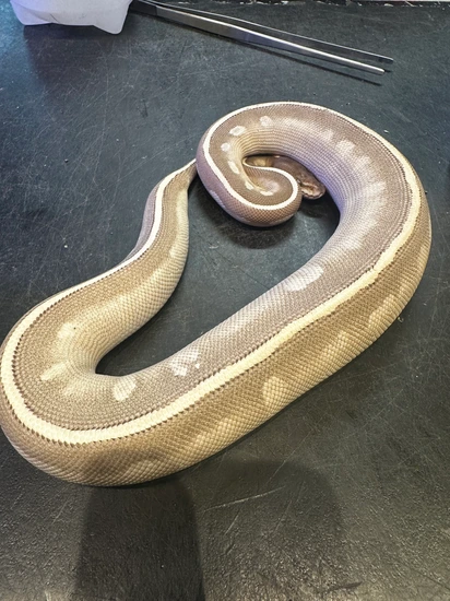 Mystic Potion Ball Python by Pet Paradise