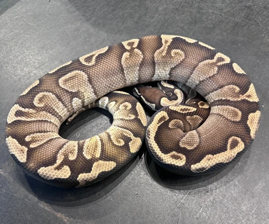 GHI Lesser Ball Python by Pet Paradise