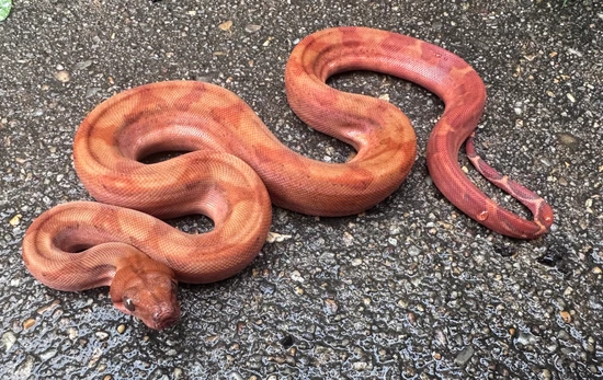 Phoenix Boa Constrictor by Pet Paradise
