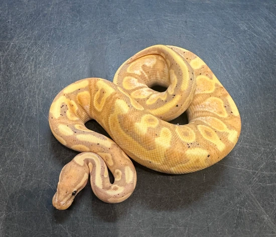 Orange Dream Yellow Belly Banana Ball Python by Pet Paradise